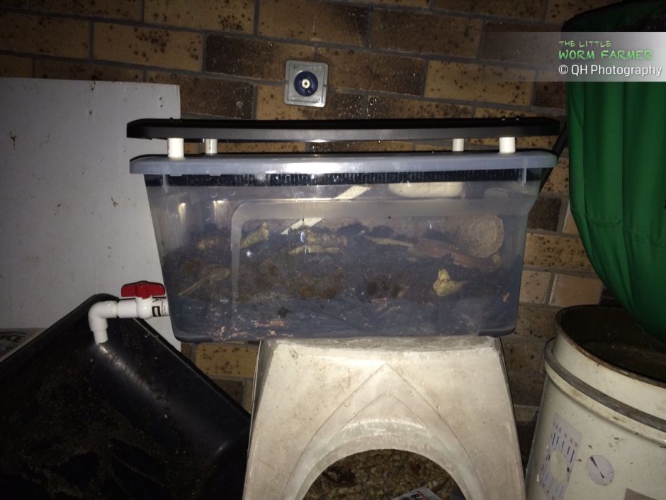 My new BSFL compost bin (biopod) @ The Little Worm Farm